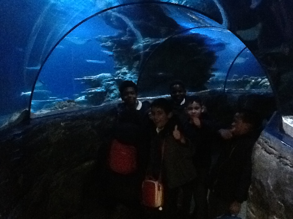 Year 4 Trip to the Sea Life Centre - Sherington Primary School