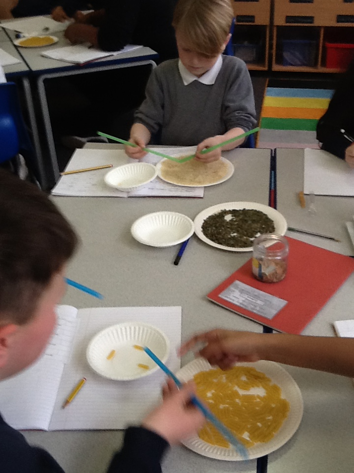 Bird Beak & Seeds Investigation - Sherington Primary School